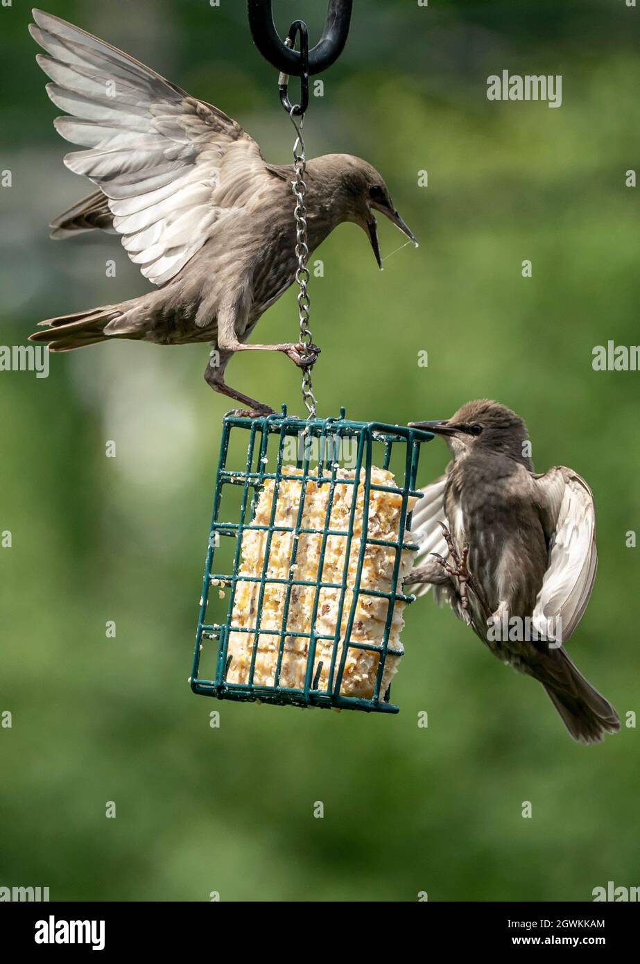 Angry sparrow hi-res stock photography and images - Alamy