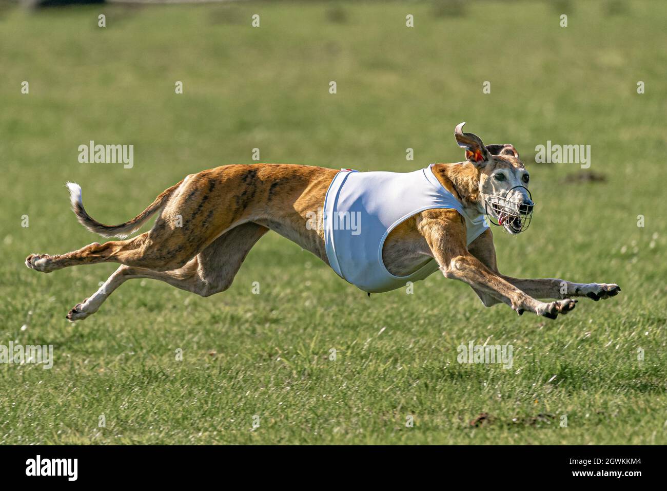 Greyhound Is Running Stock Photo - Alamy