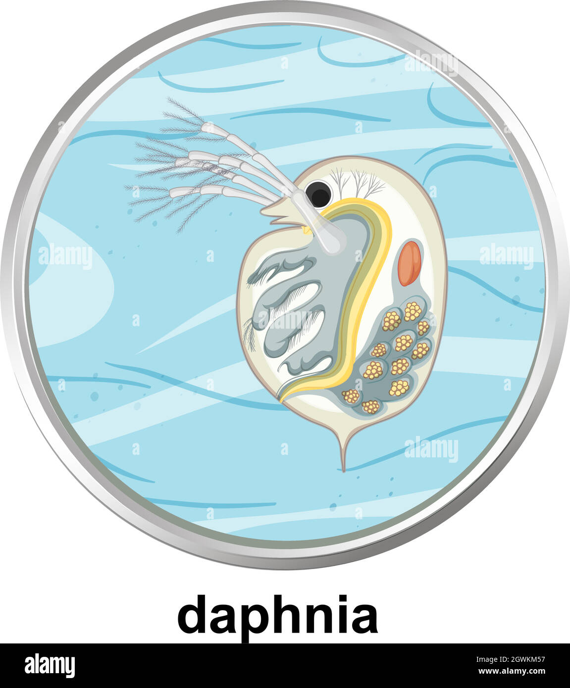 Anatomy structure of Daphnia on white background Stock Vector Image ...