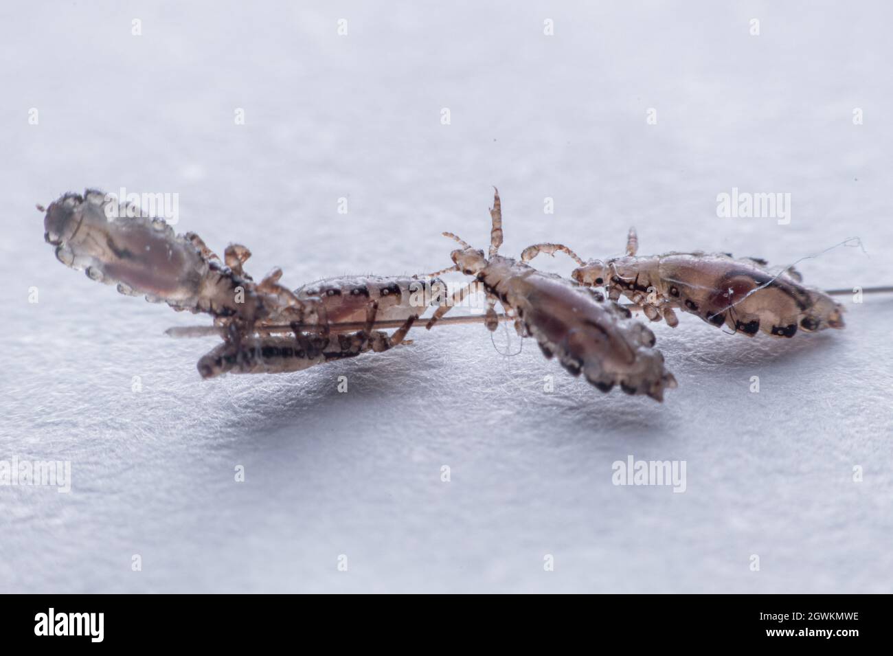 Pediculus capitis hi-res stock photography and images - Alamy