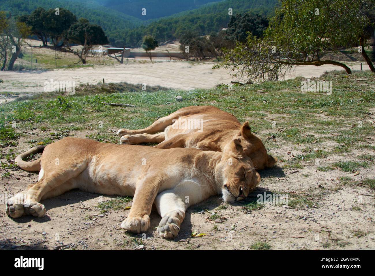 Lion Cub At Night High Resolution Stock Photography And Images Alamy