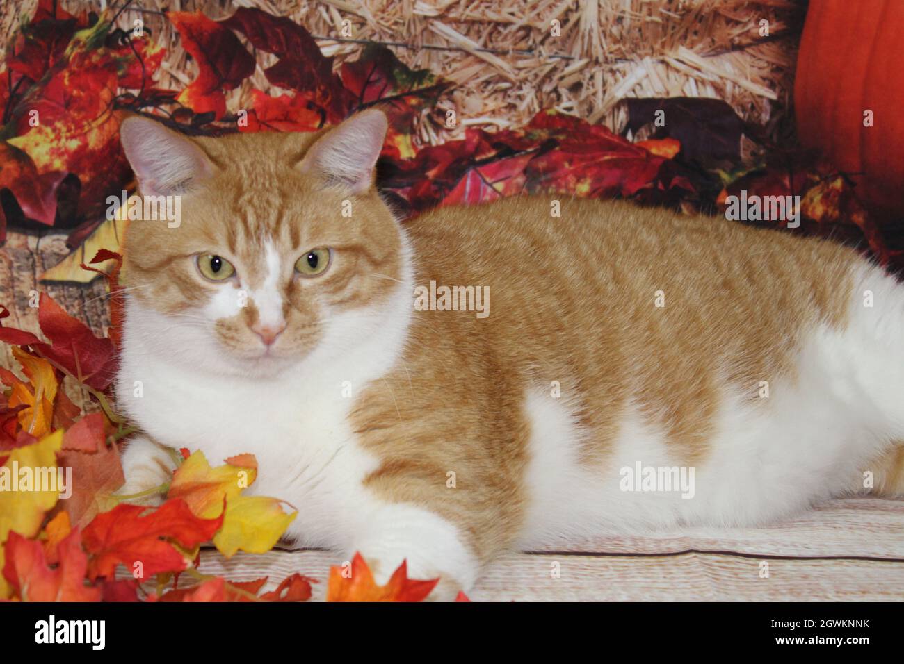 Fall festive cat with leaves Stock Photo - Alamy