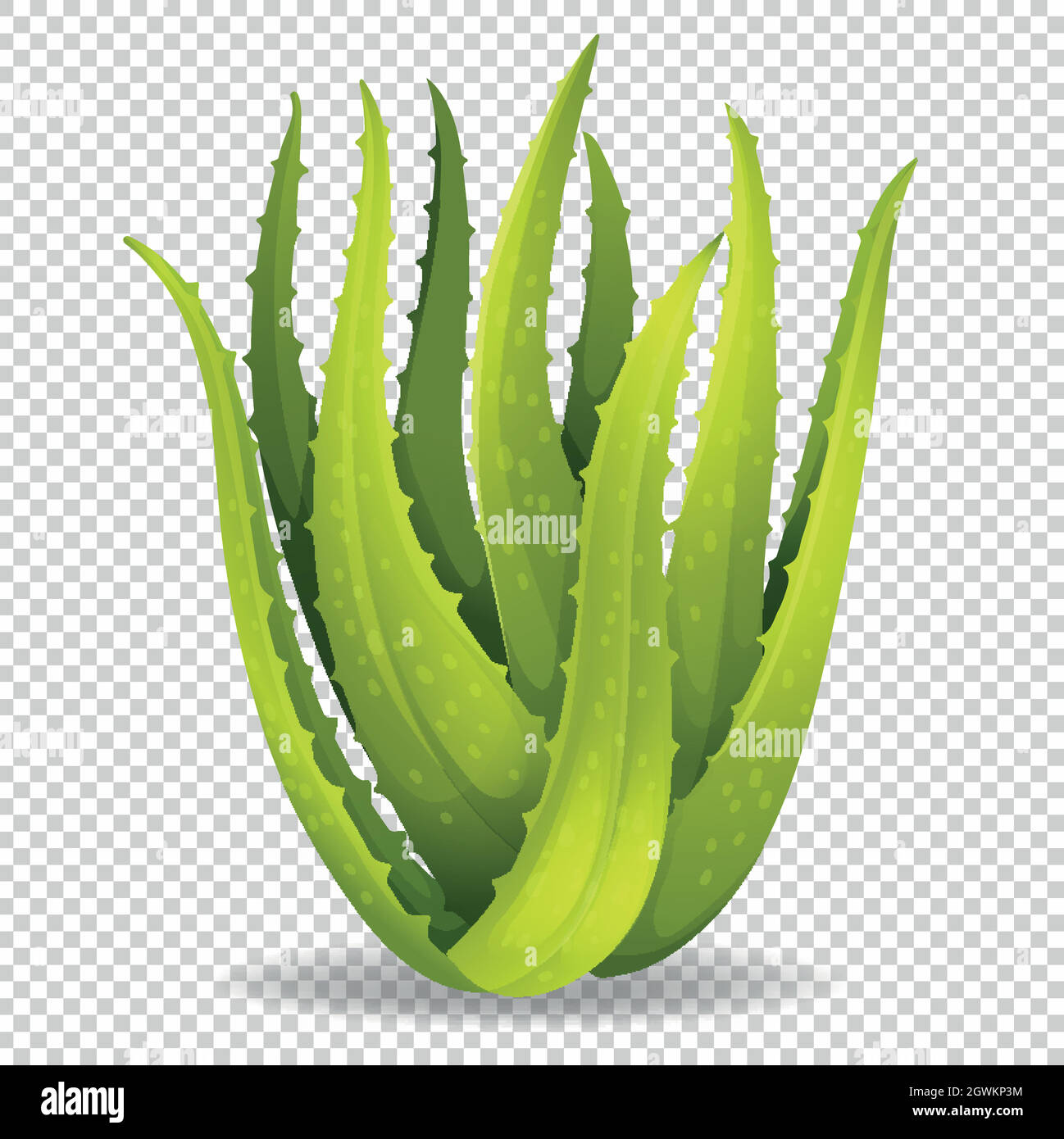 Green aloe leaves on Stock Vector Images - Alamy