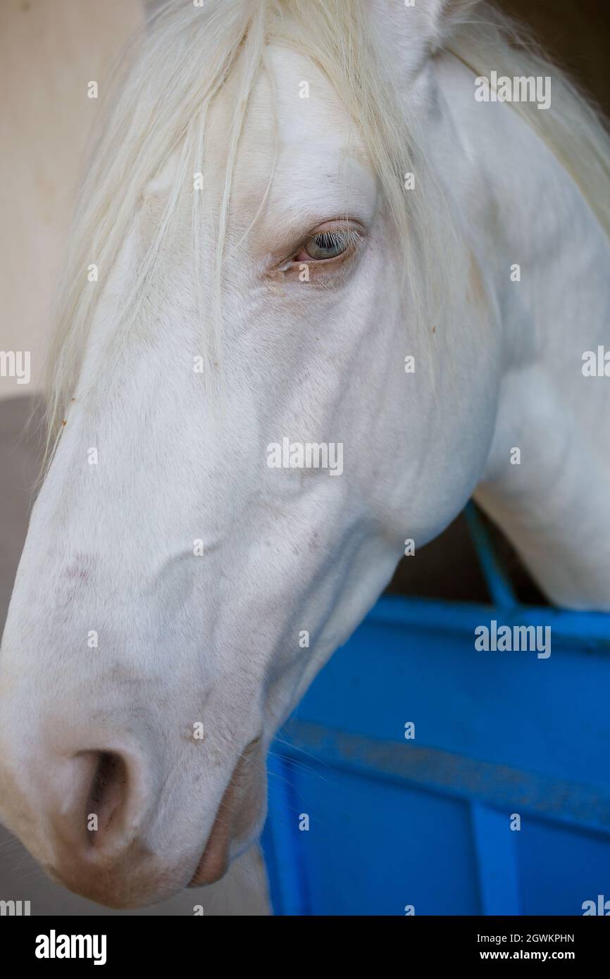 Albino human eye hi-res stock photography and images - Alamy