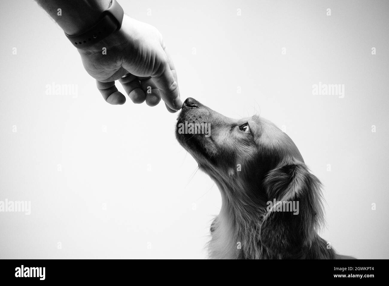 Melbourne puppy hi-res stock photography and images - Alamy
