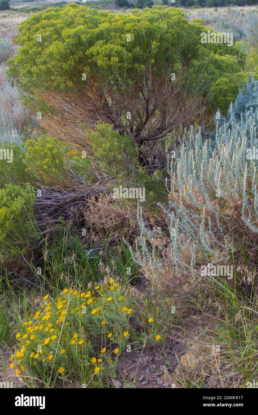Fringed sage, aretemisia frigida, common shrub in the park. Rabbit ...