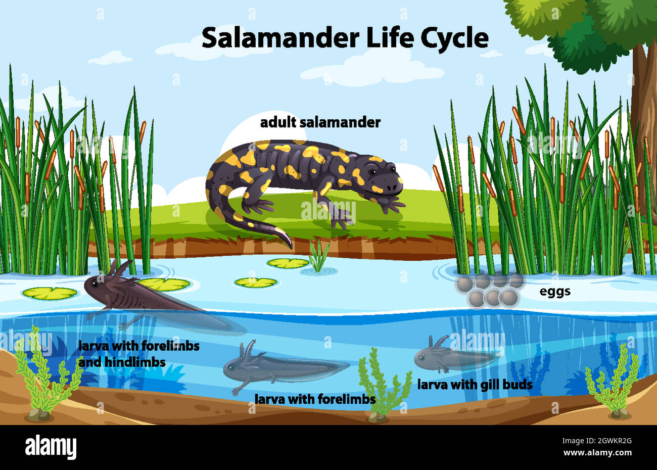 Diagram showing salamander life cycle Stock Vector Image & Art - Alamy