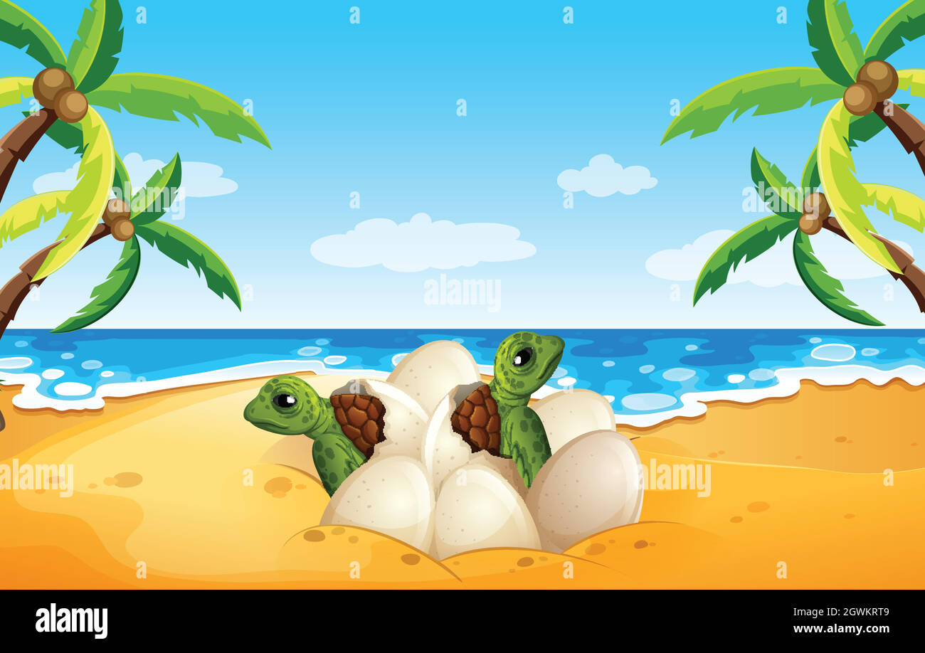 Sea turtle hatching baby Stock Vector Images - Alamy
