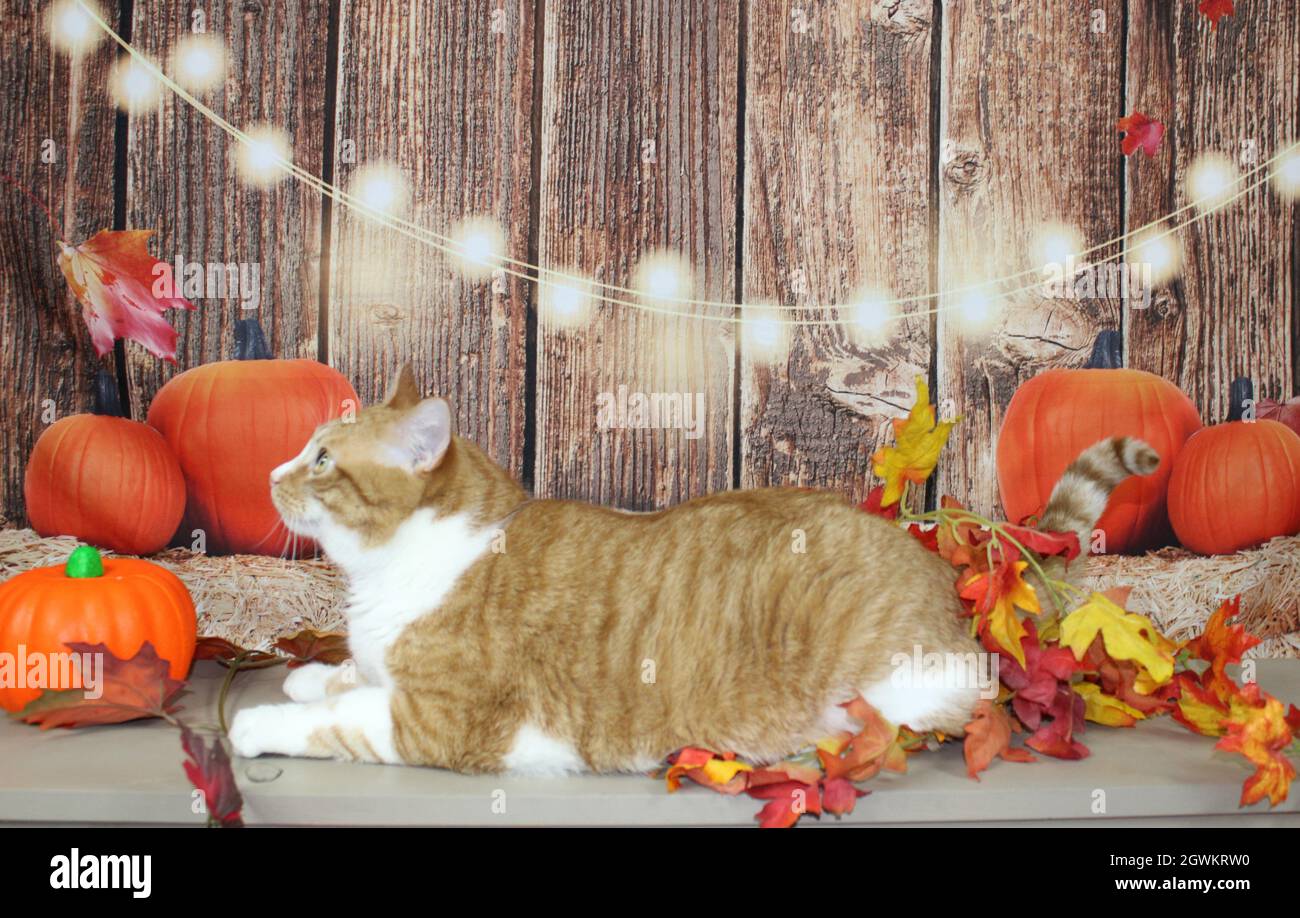 Fall festive orange and white cat Stock Photo - Alamy