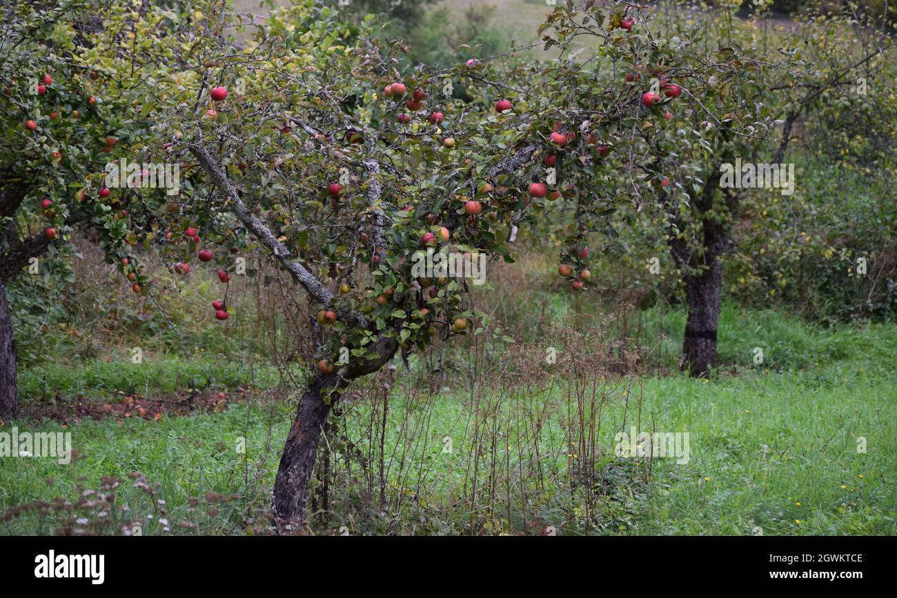 ancient Apple trees on an Orchard meadow Stock Photo - Alamy