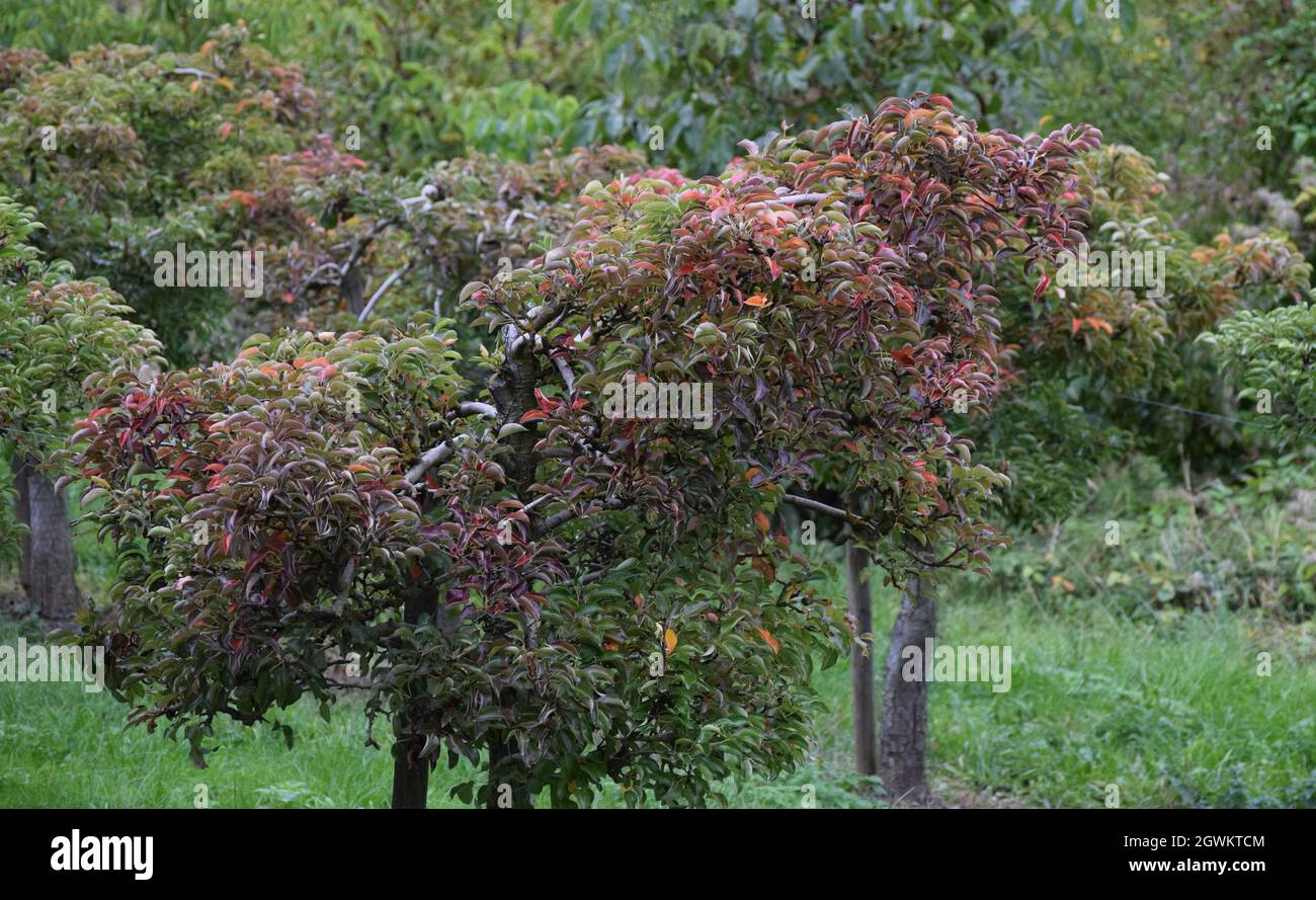very old Pear trees held with Wire ropes Stock Photo - Alamy