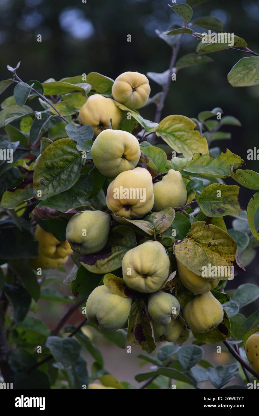 old Quince tree in autumnal Foliage Stock Photo - Alamy
