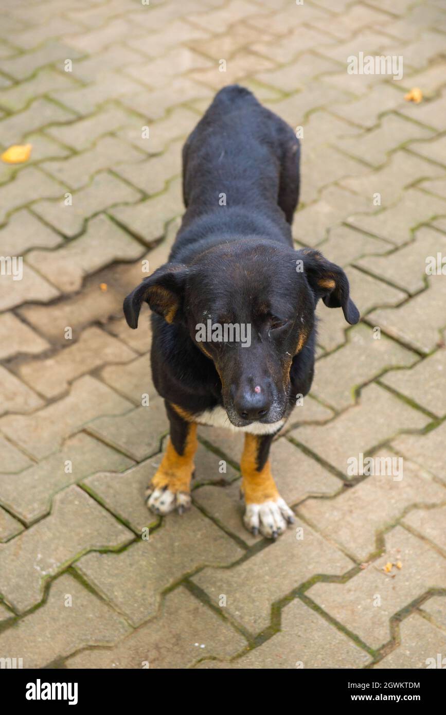 Short dog hi-res stock photography and images - Alamy