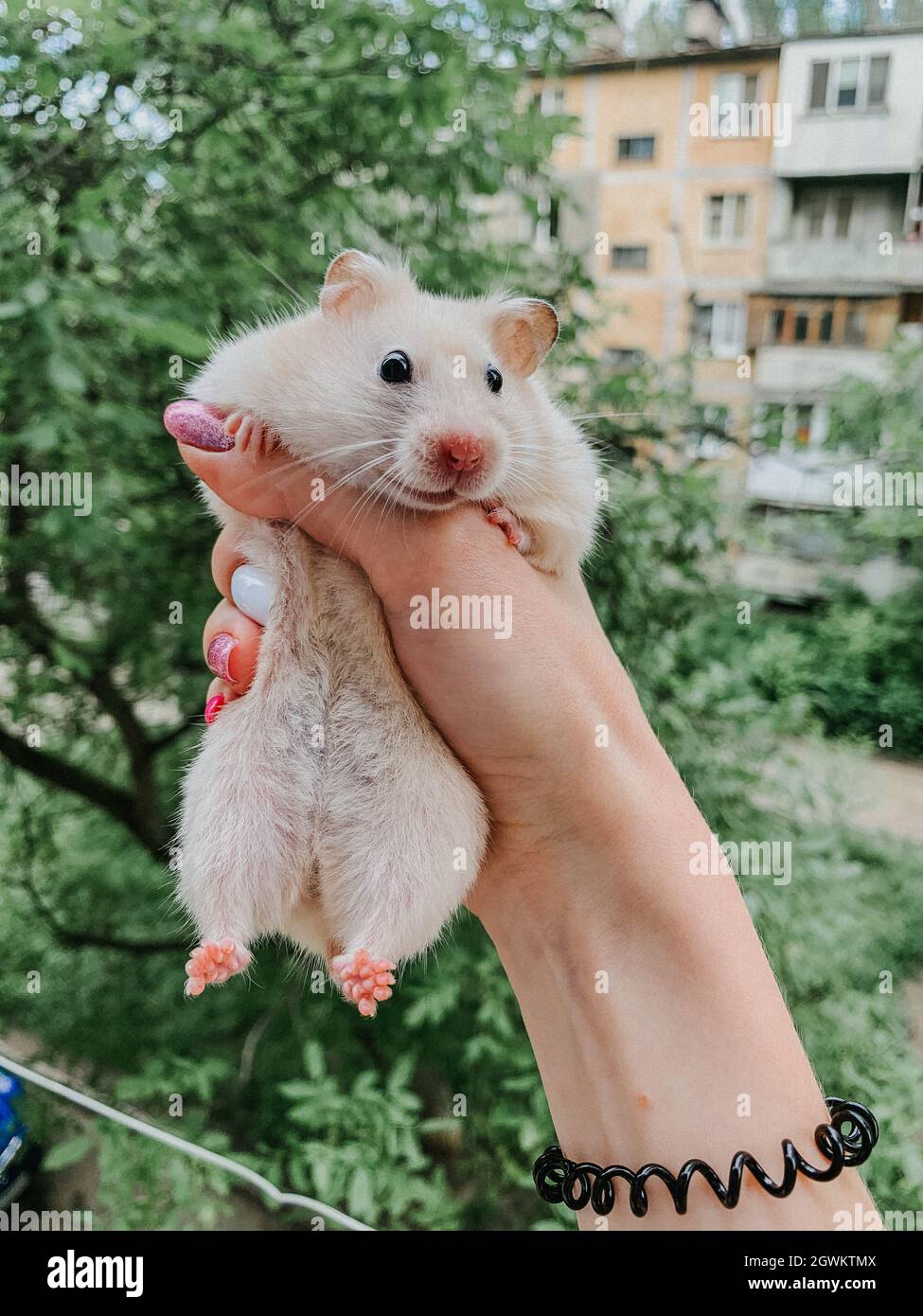 Person holding hamster hi-res stock photography and images - Alamy