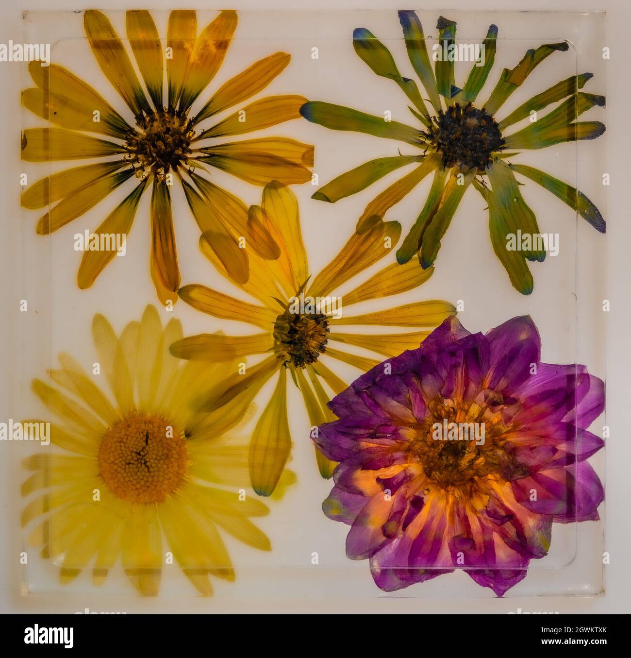 Dry color bloom of summer flowers in transparent plastic material Stock ...