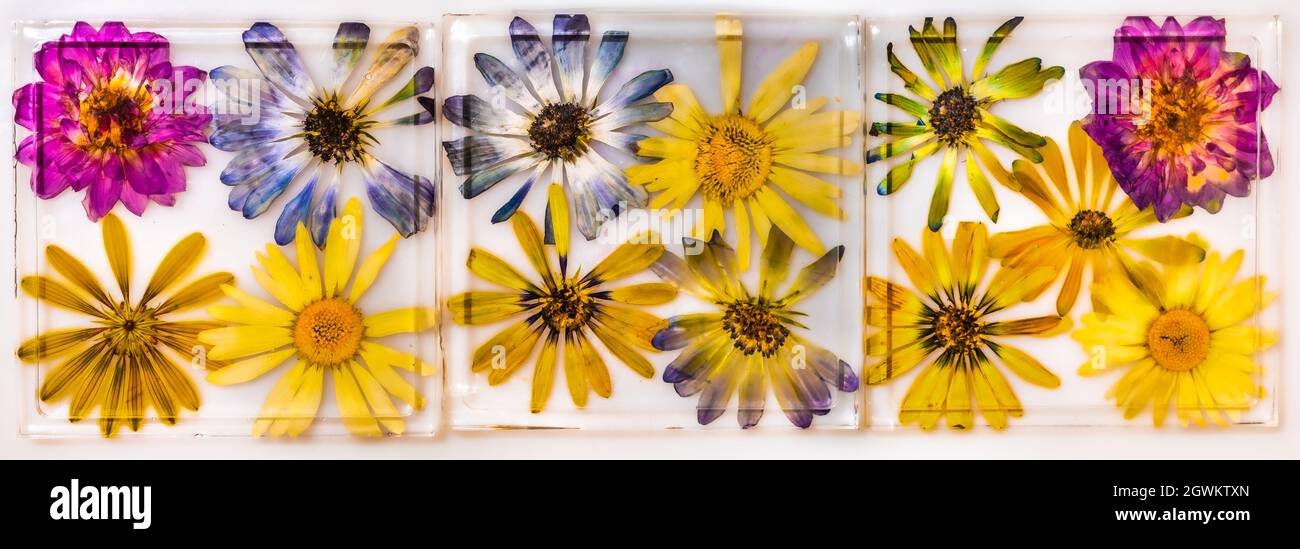 Dry color bloom of summer flowers in transparent plastic material Stock ...