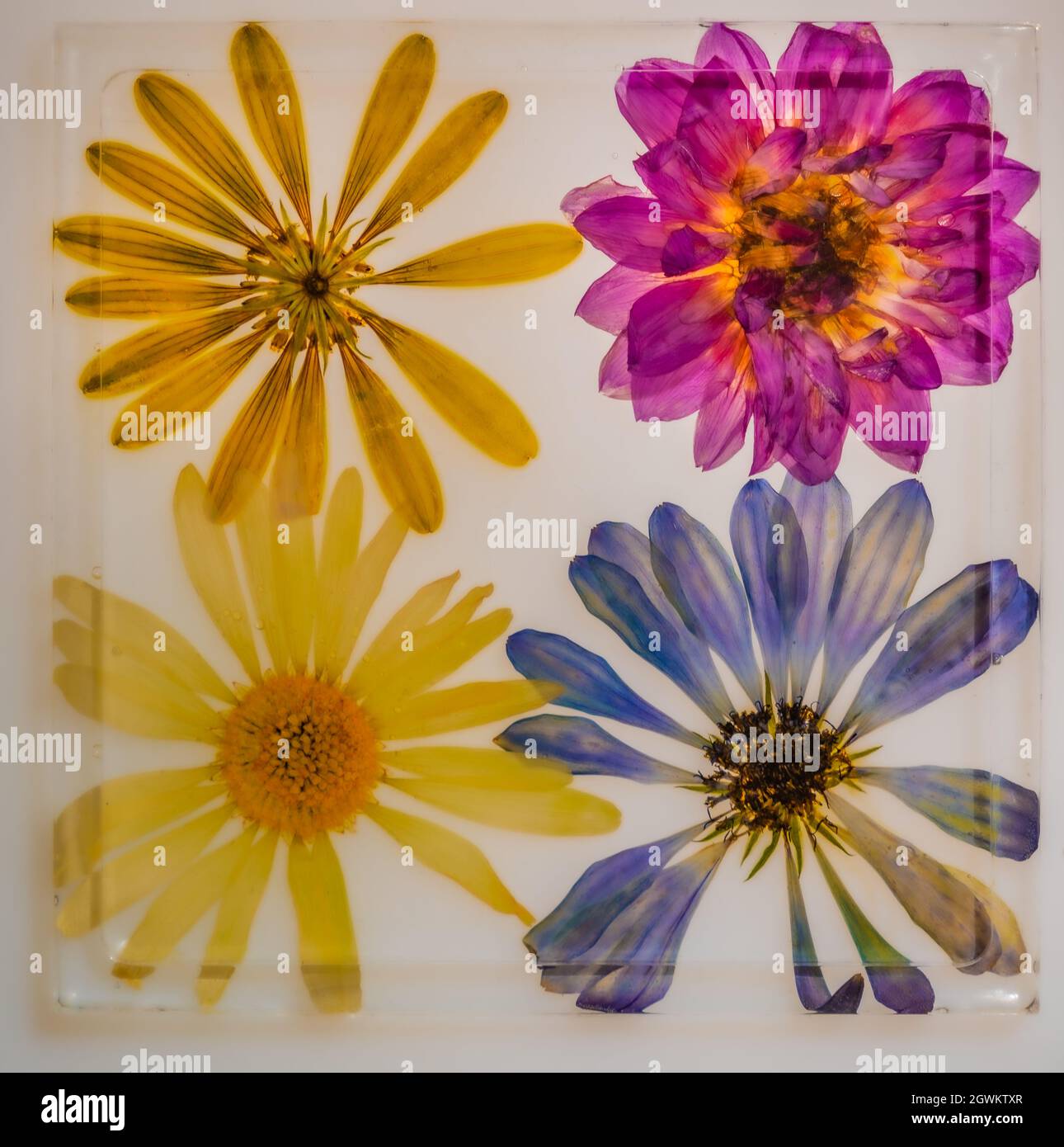 Dry color bloom of summer flowers in transparent plastic material Stock ...