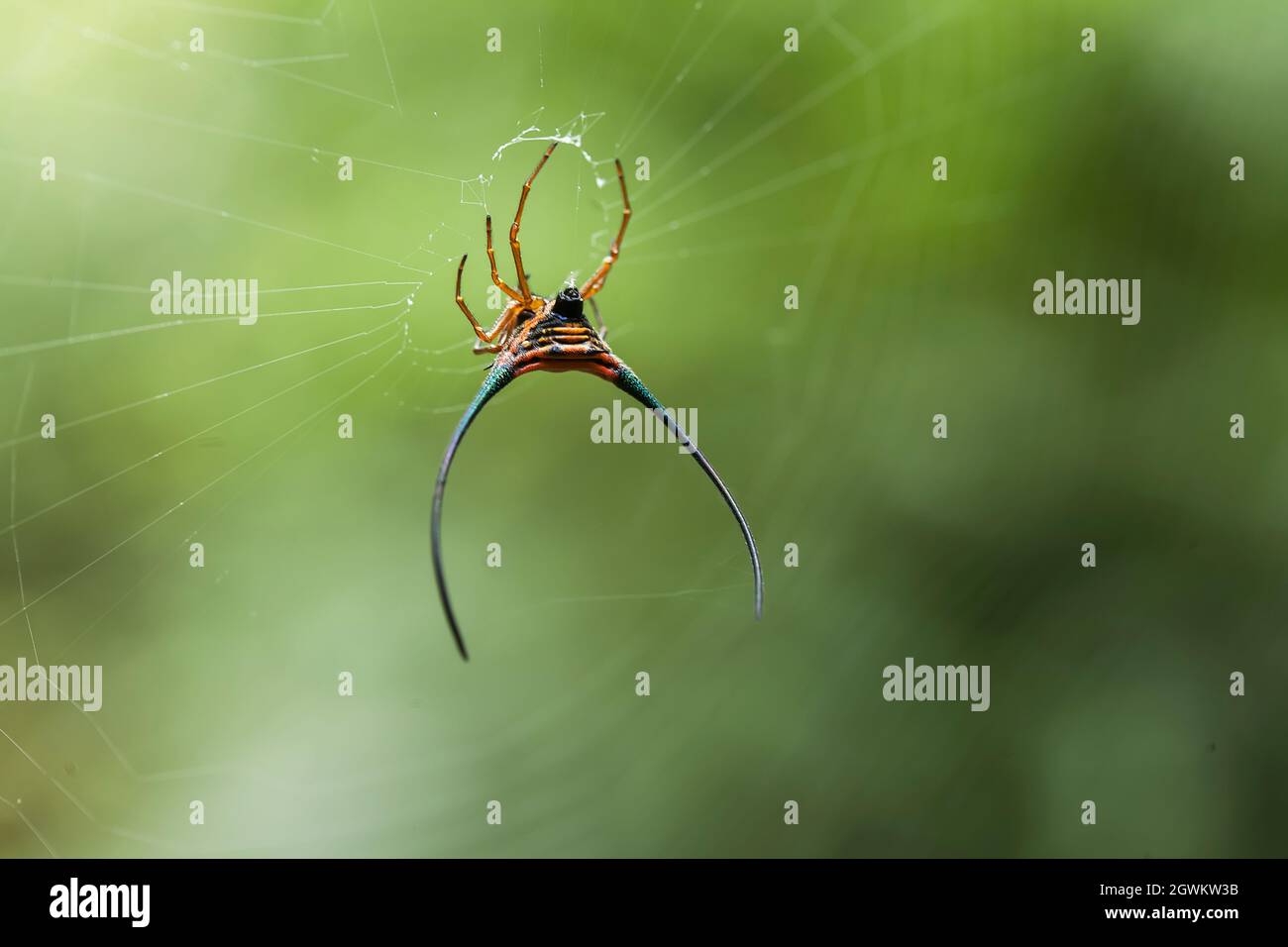 Horned spider hi-res stock photography and images - Alamy