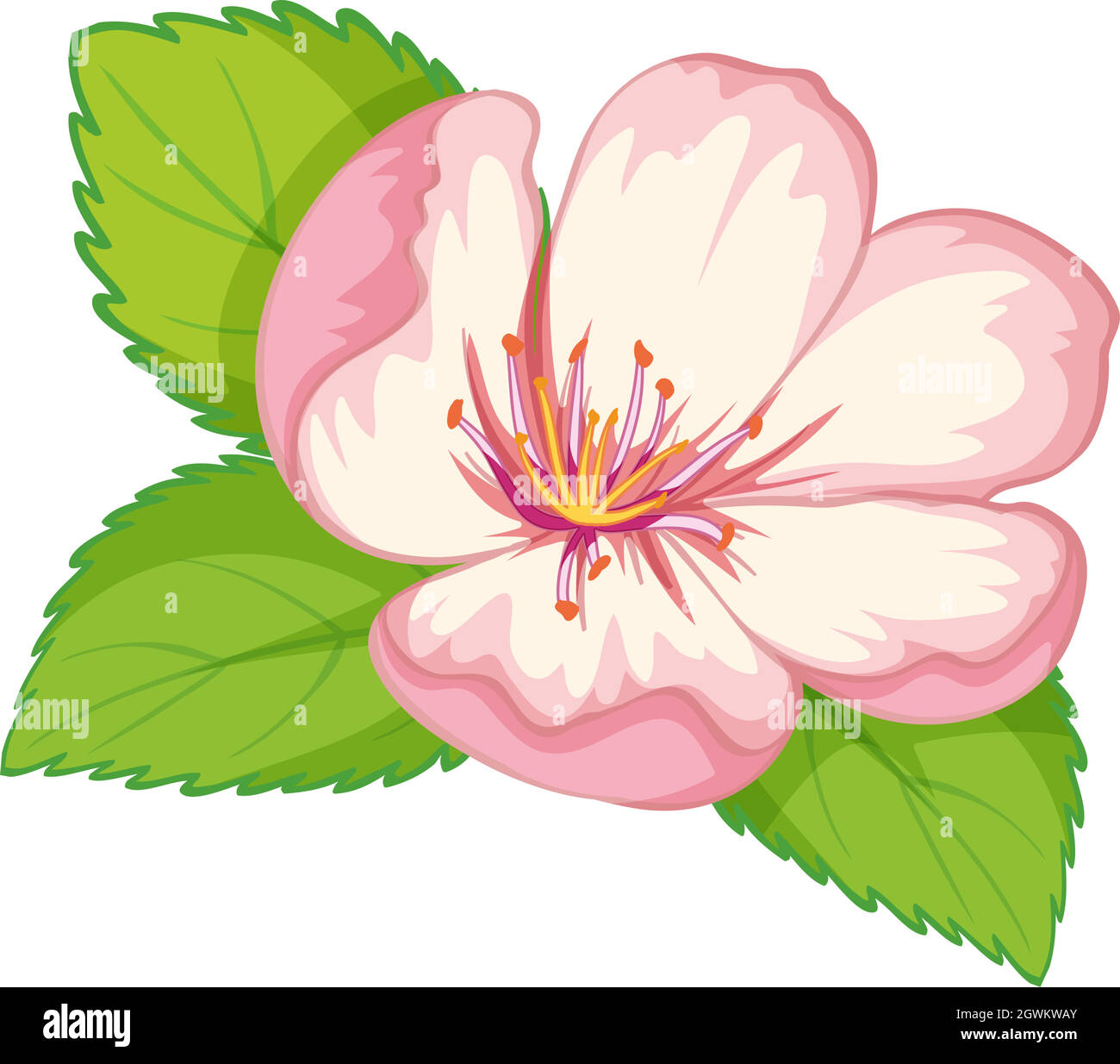 Pink flower on white background Stock Vector Image & Art - Alamy