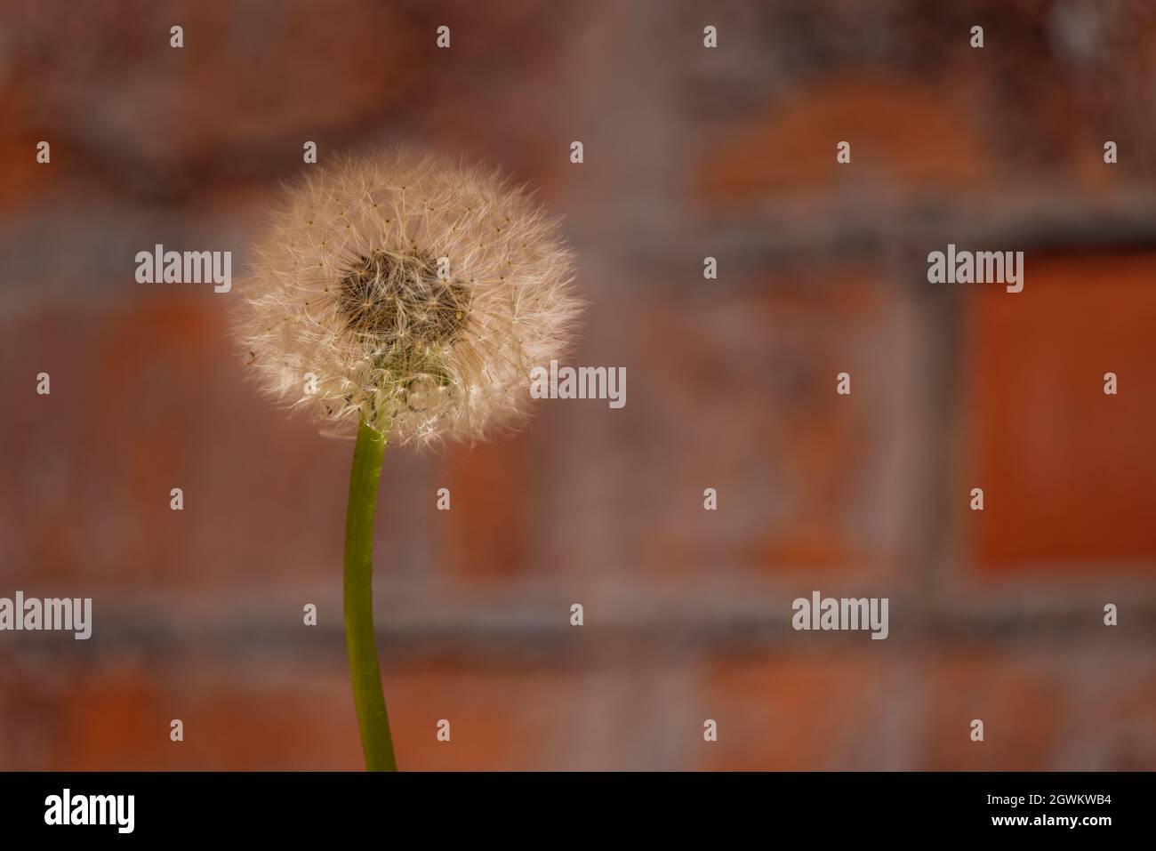 Old dandelion flower bloom with light red brick wall background Stock ...