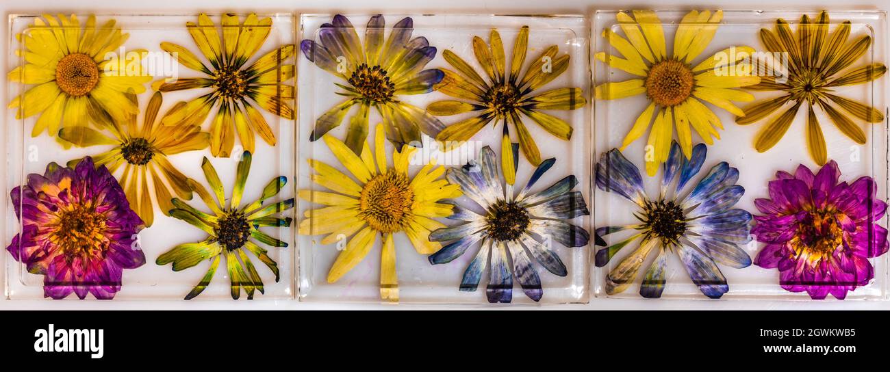 Dry color bloom of summer flowers in transparent plastic material Stock ...