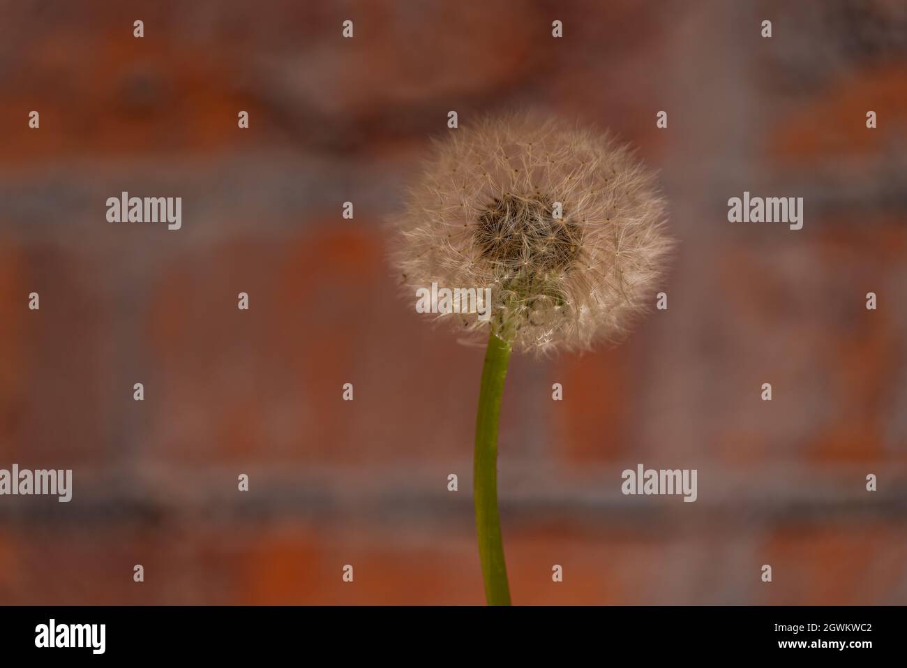 Old dandelion flower bloom with light red brick wall background Stock ...