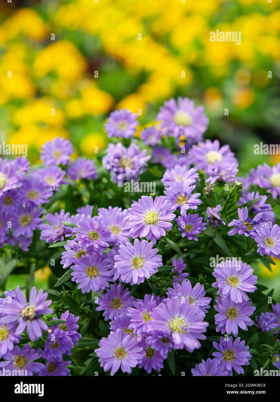 Aster is a genus of perennial flowering plants in the family Asteraceae ...