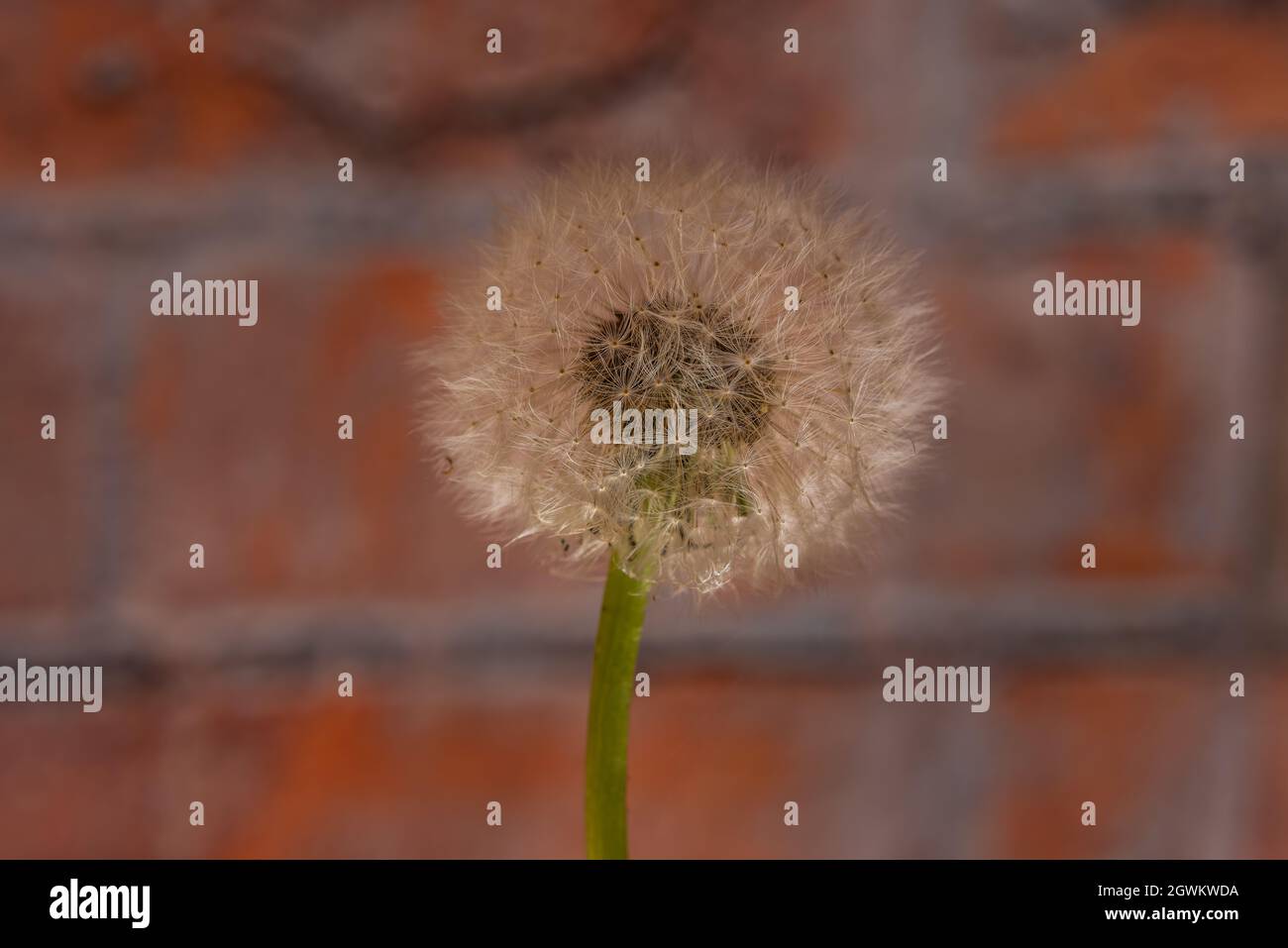 Old dandelion flower bloom with light red brick wall background Stock ...