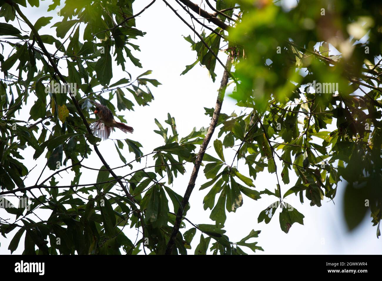 Female cardinal (Cardinalis cardinalis) landing on a branch Stock Photo ...