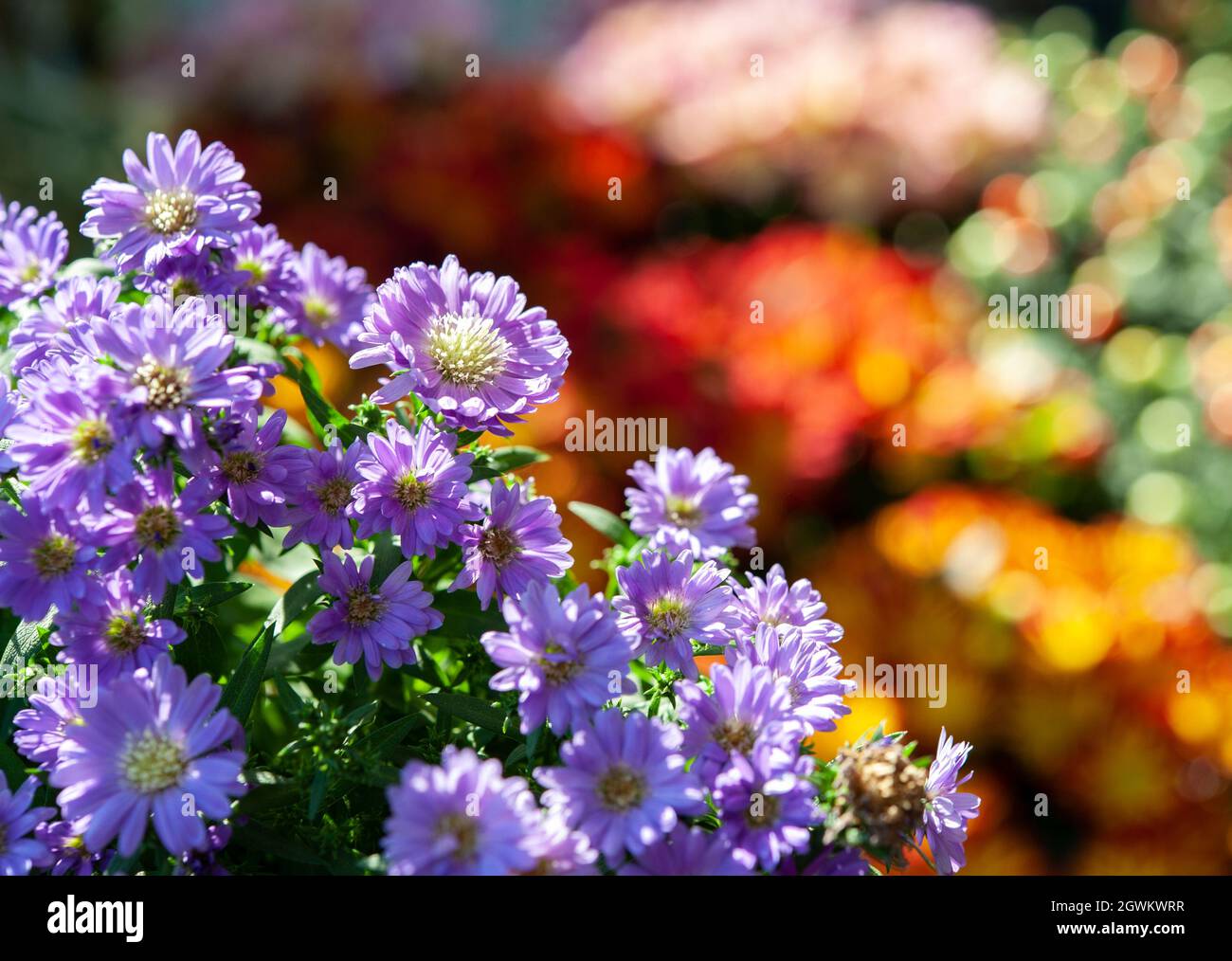 Aster is a genus of perennial flowering plants in the family Asteraceae ...