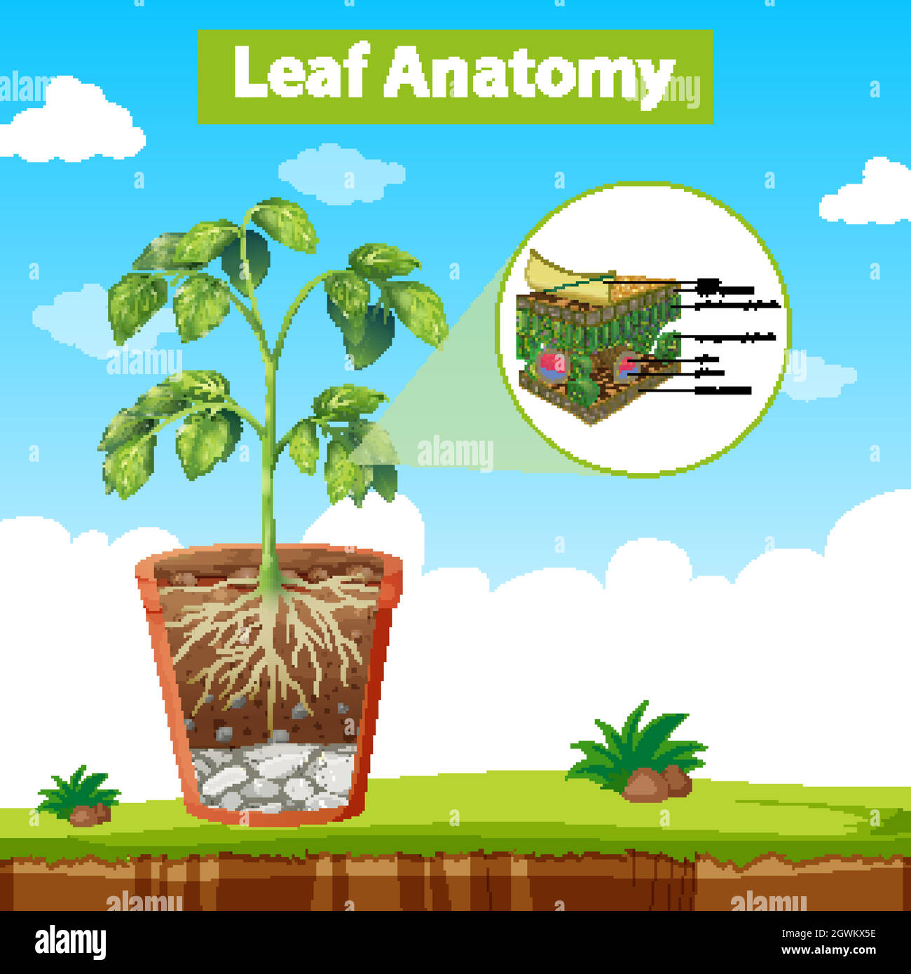 Diagram showing leaf anatomy Stock Vector Image & Art - Alamy