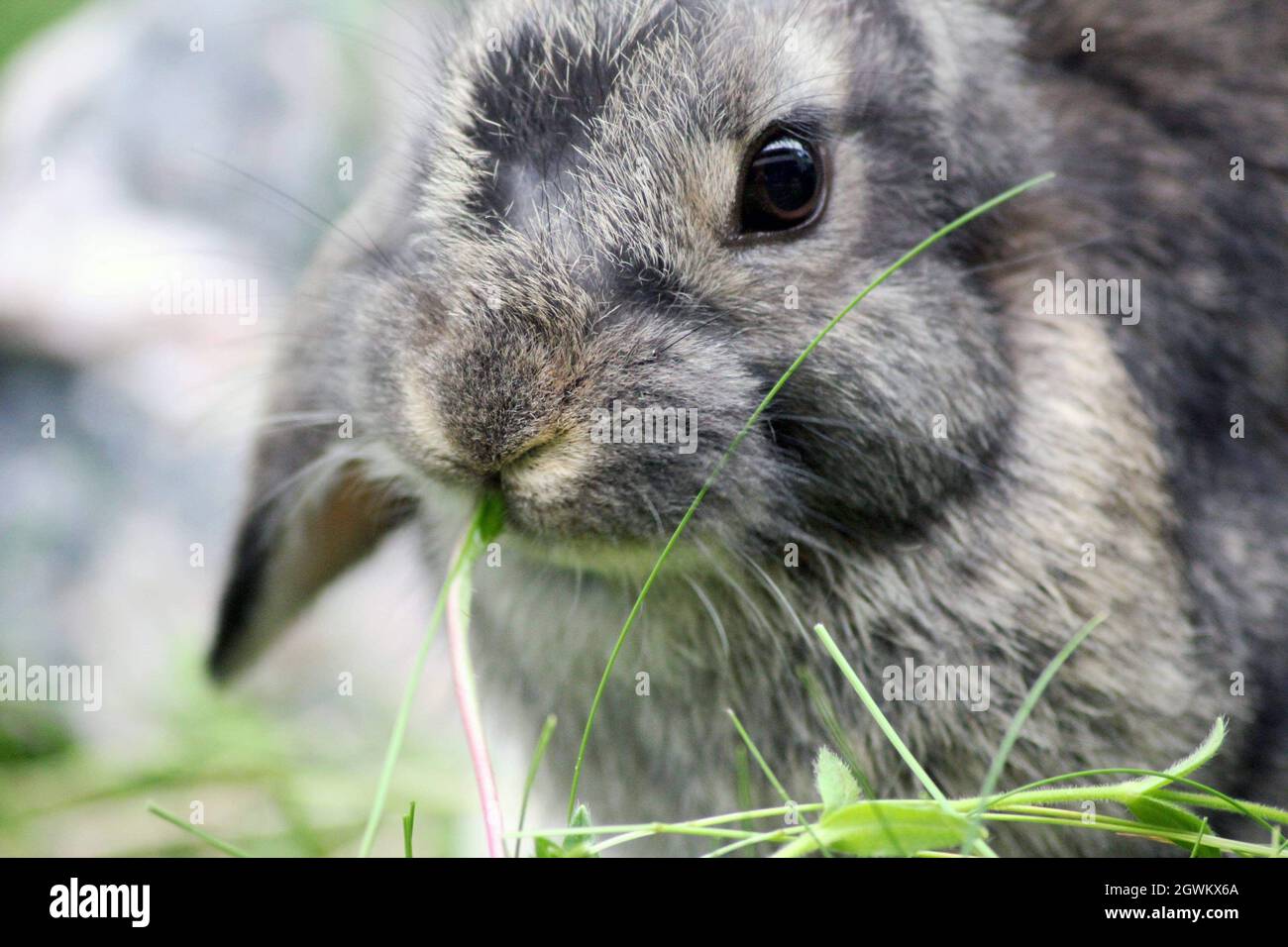Hares eating grass hi-res stock photography and images - Alamy
