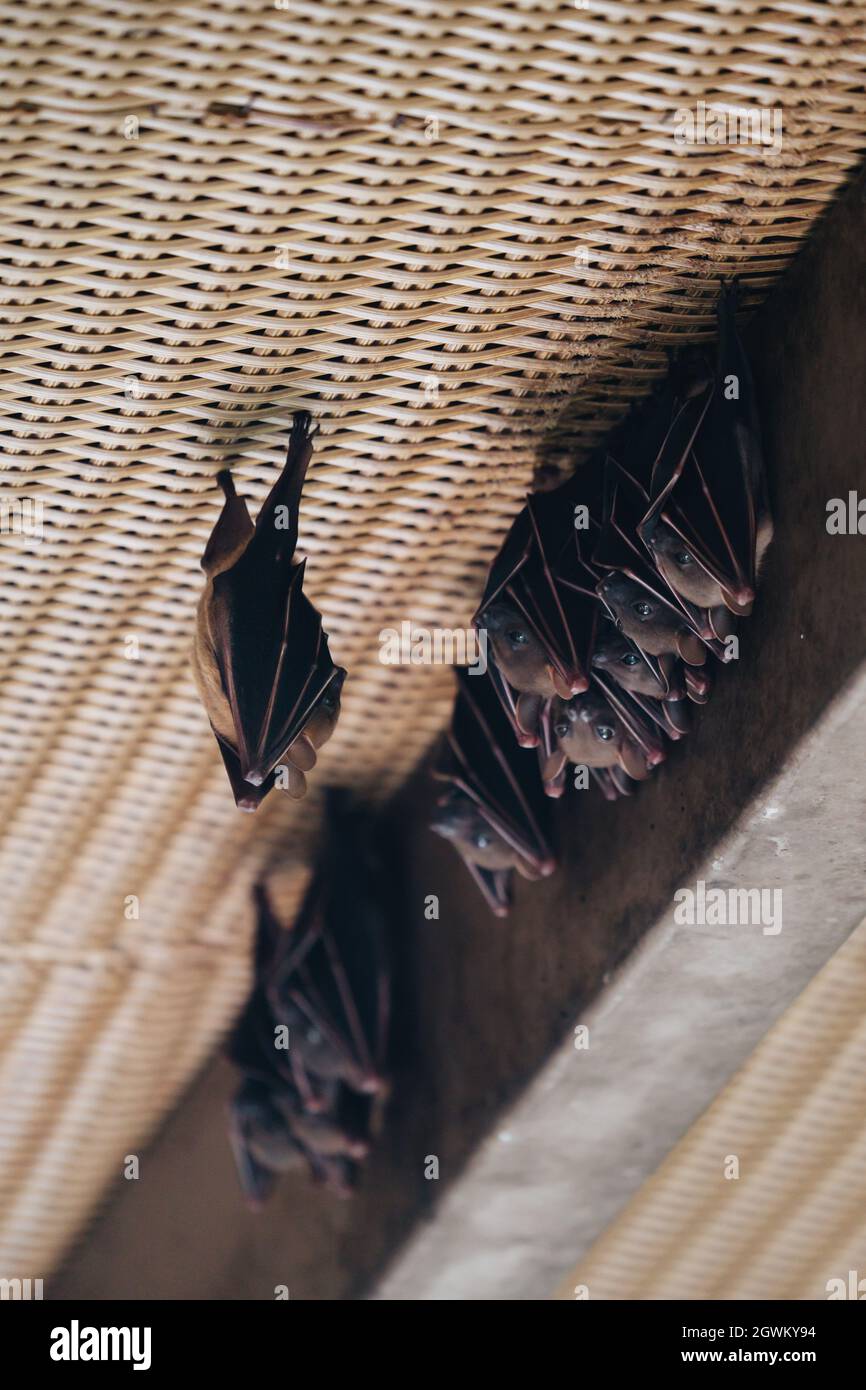 Bats on ceiling hi-res stock photography and images - Alamy