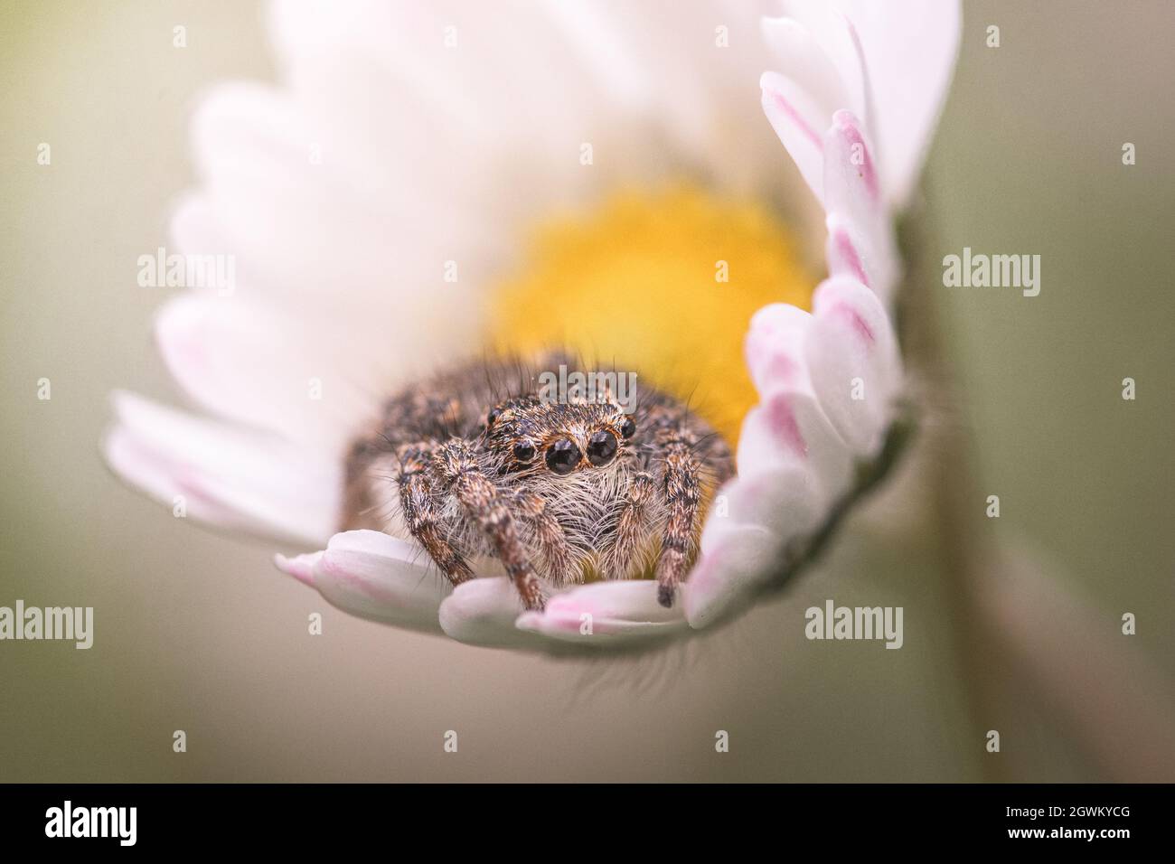 Inflorescence of a spider flower hi-res stock photography and images ...
