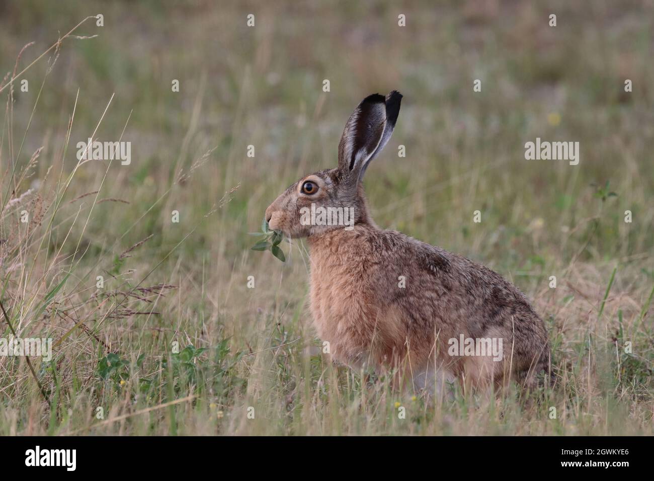Field hares head hi-res stock photography and images - Alamy