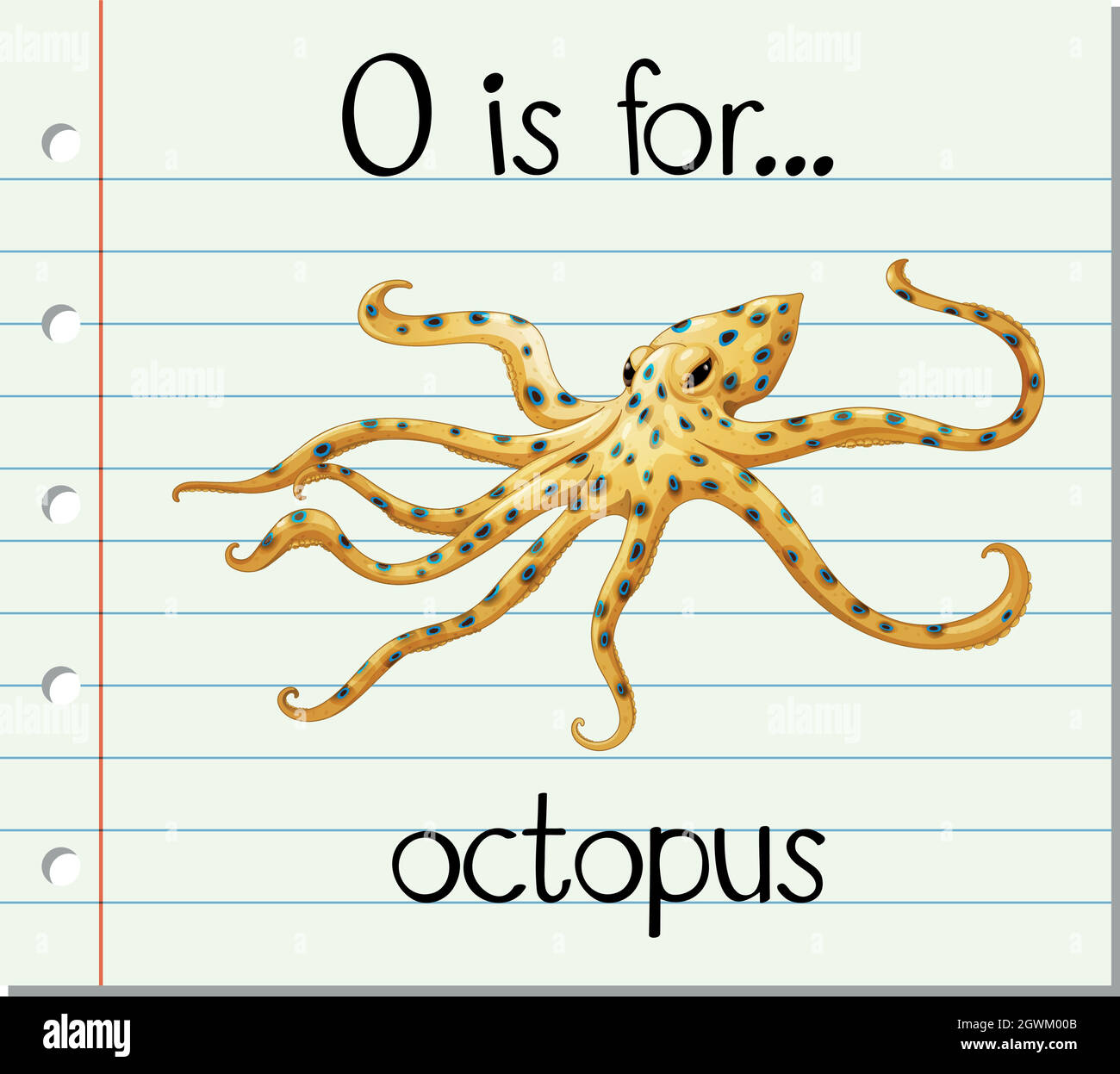 Flashcard letter O is for octopus Stock Vector Image & Art - Alamy