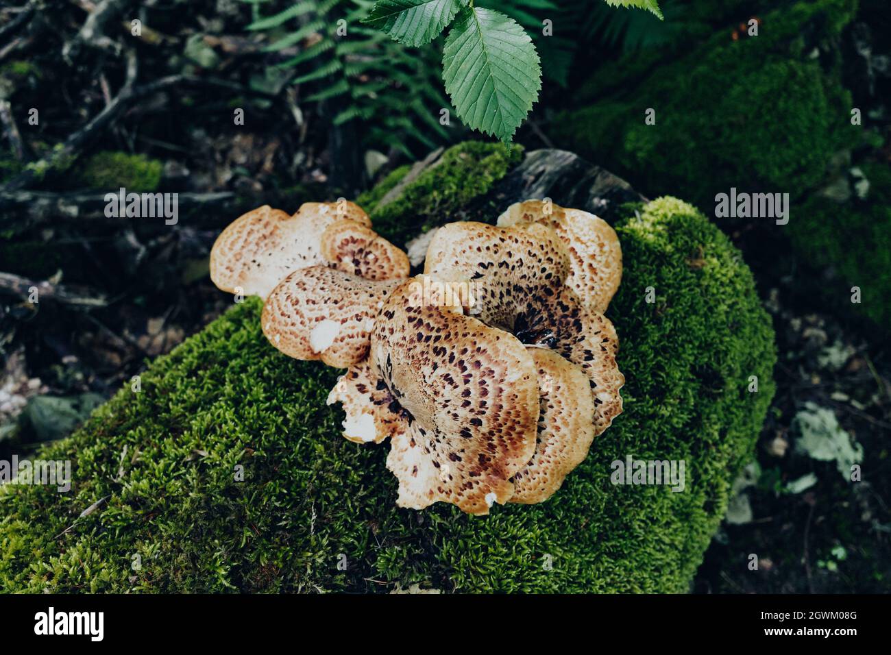Fungus growing on moss covered log hi-res stock photography and images ...