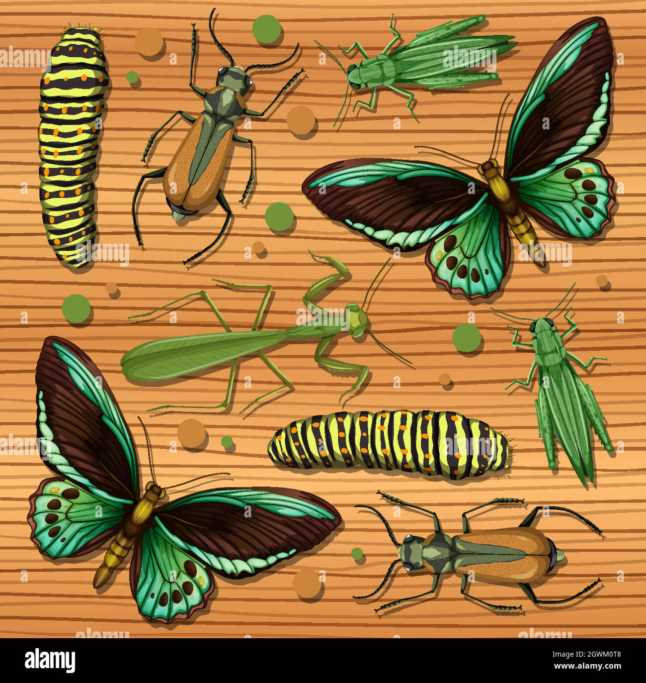 Set of different insects on wooden wallpaper background Stock Vector ...