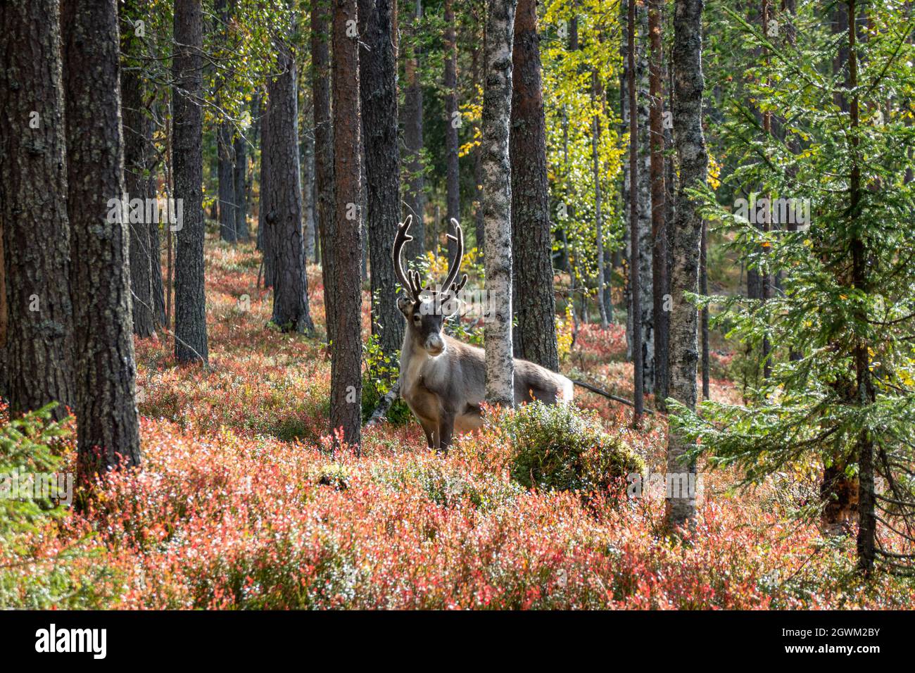 Finnish forest reindeer hi-res stock photography and images - Alamy
