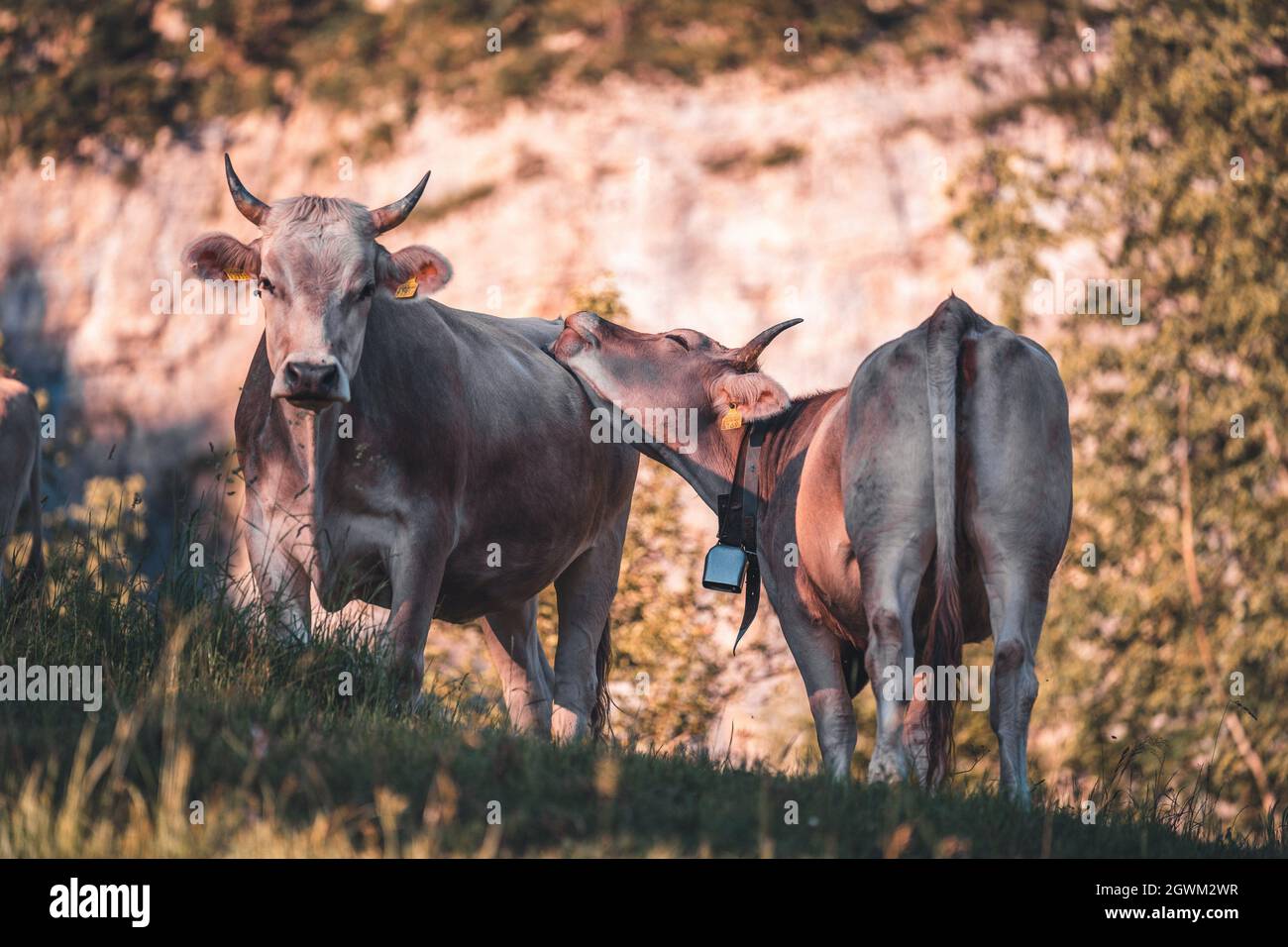 Cows love hi-res stock photography and images - Alamy