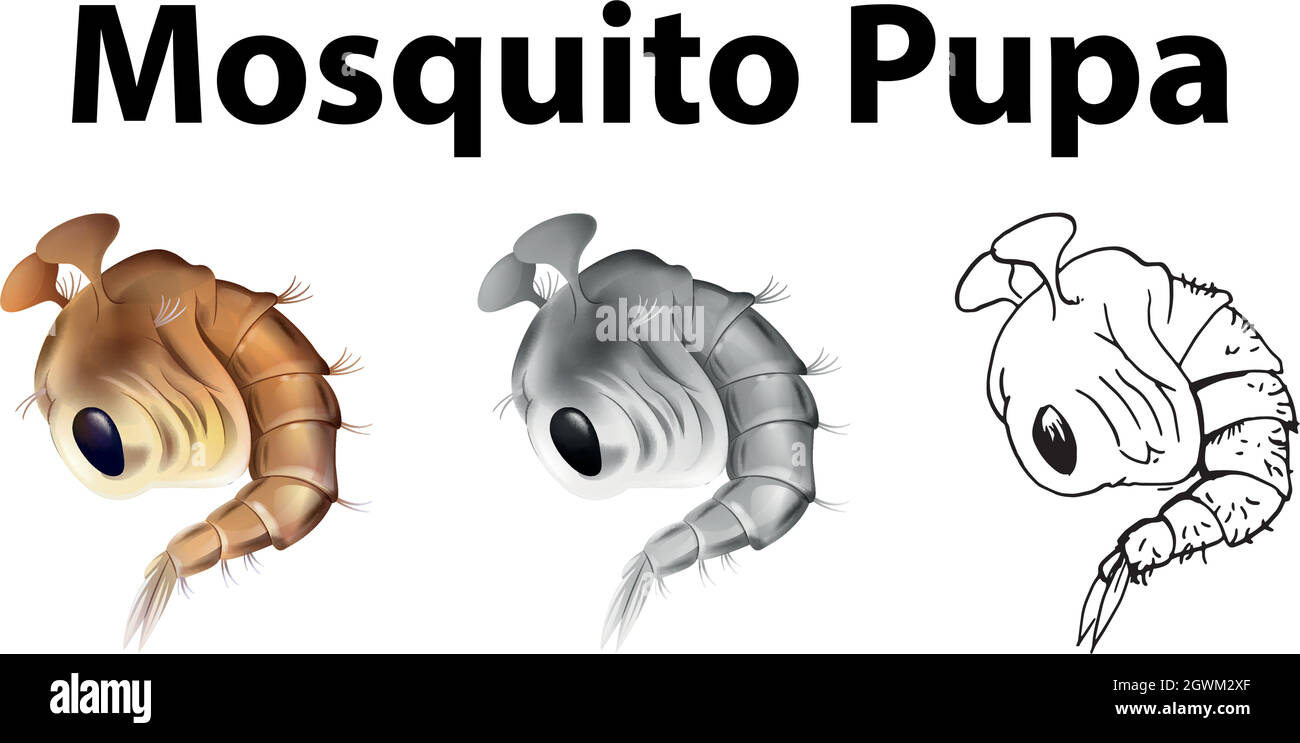 Mosquito pupa in three different drawing styles Stock Vector Image ...