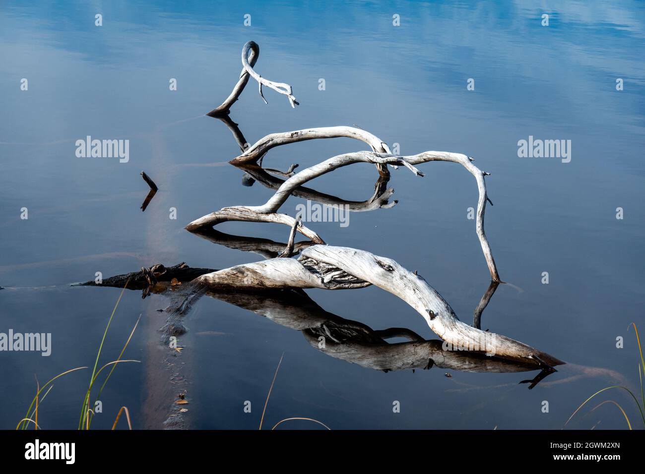 Underwater snag tree hi-res stock photography and images - Alamy