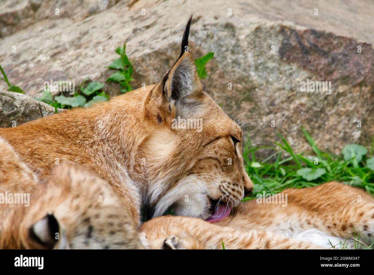 Lynx lying down hi-res stock photography and images - Alamy