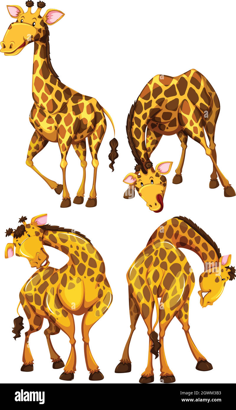 Wild giraffe standing in Stock Vector Images - Alamy