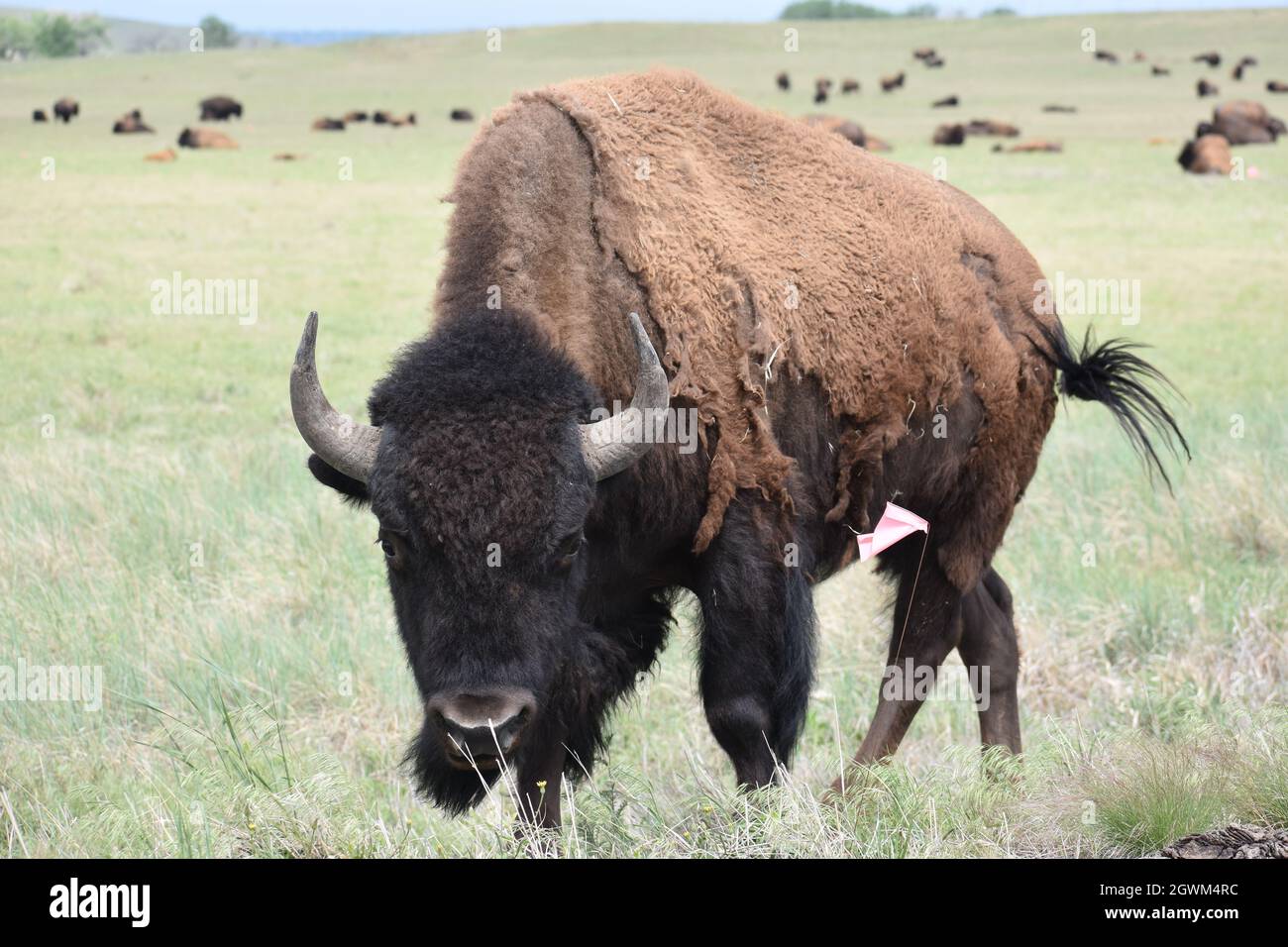 American buffaloes bison bison standing hi-res stock photography and ...