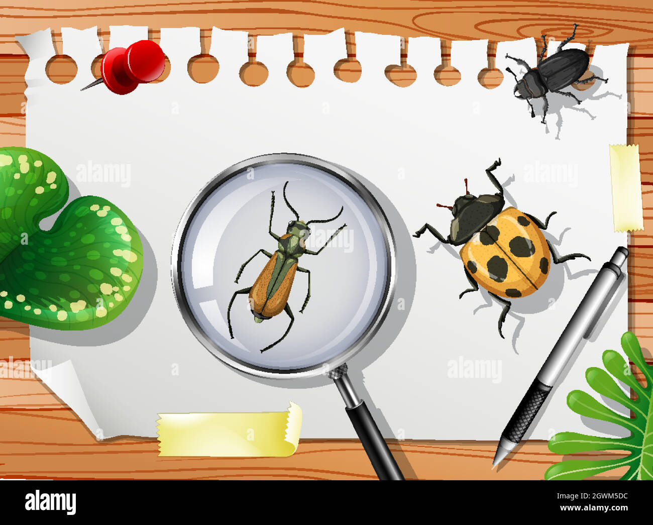 Brachinus Stock Vector Images - Alamy