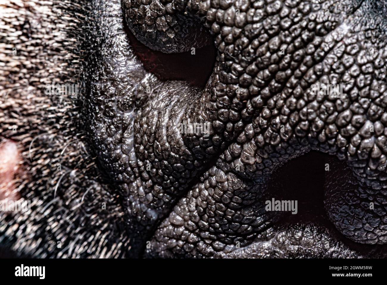 Black dog nose close-up, skin texture. Smell sensor, the dog's leading ...