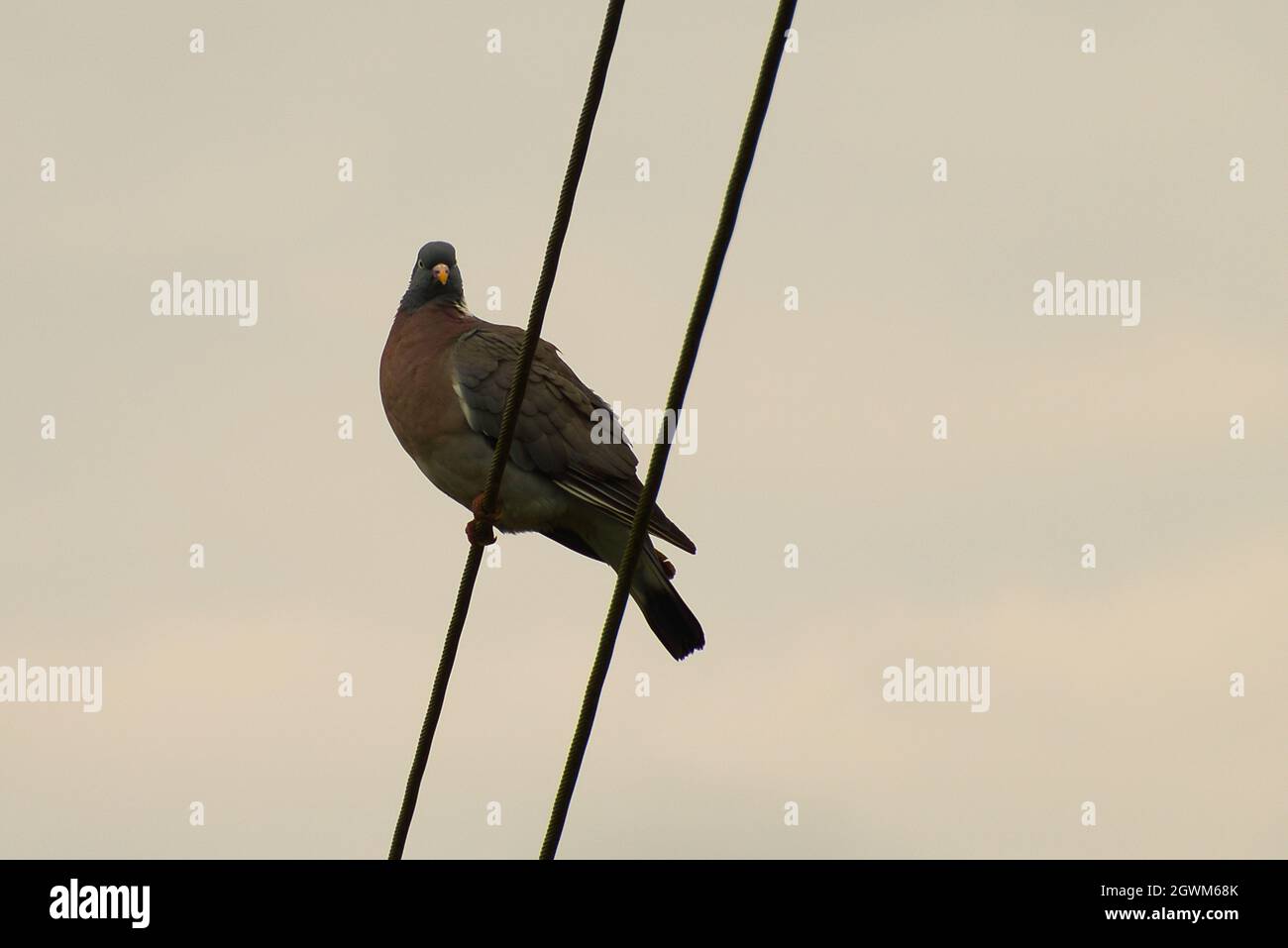 Bottom neck hi-res stock photography and images - Alamy