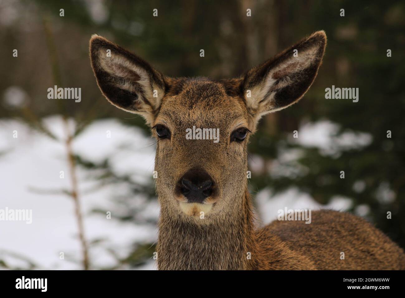 Deer wildlife romania hi-res stock photography and images - Alamy