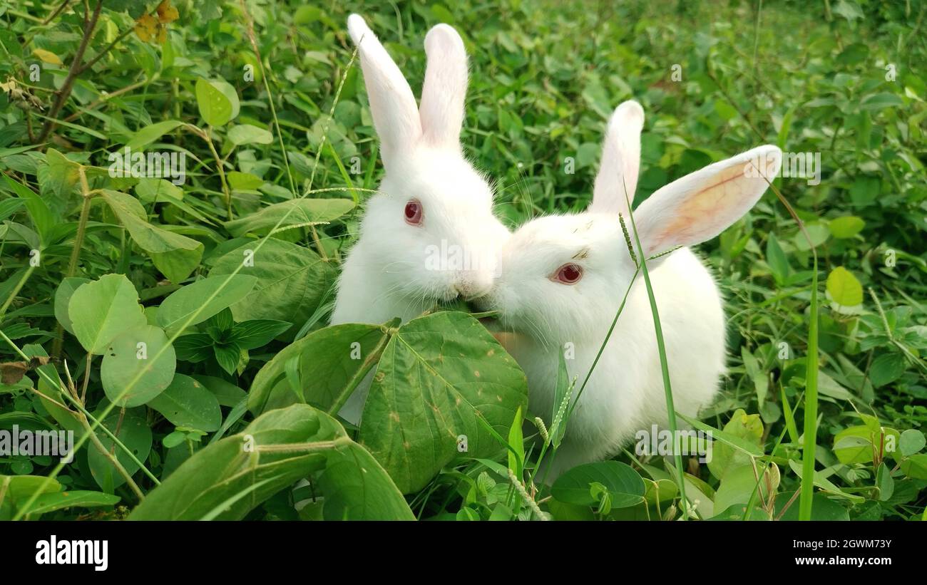 Bunny closeup hi-res stock photography and images - Alamy